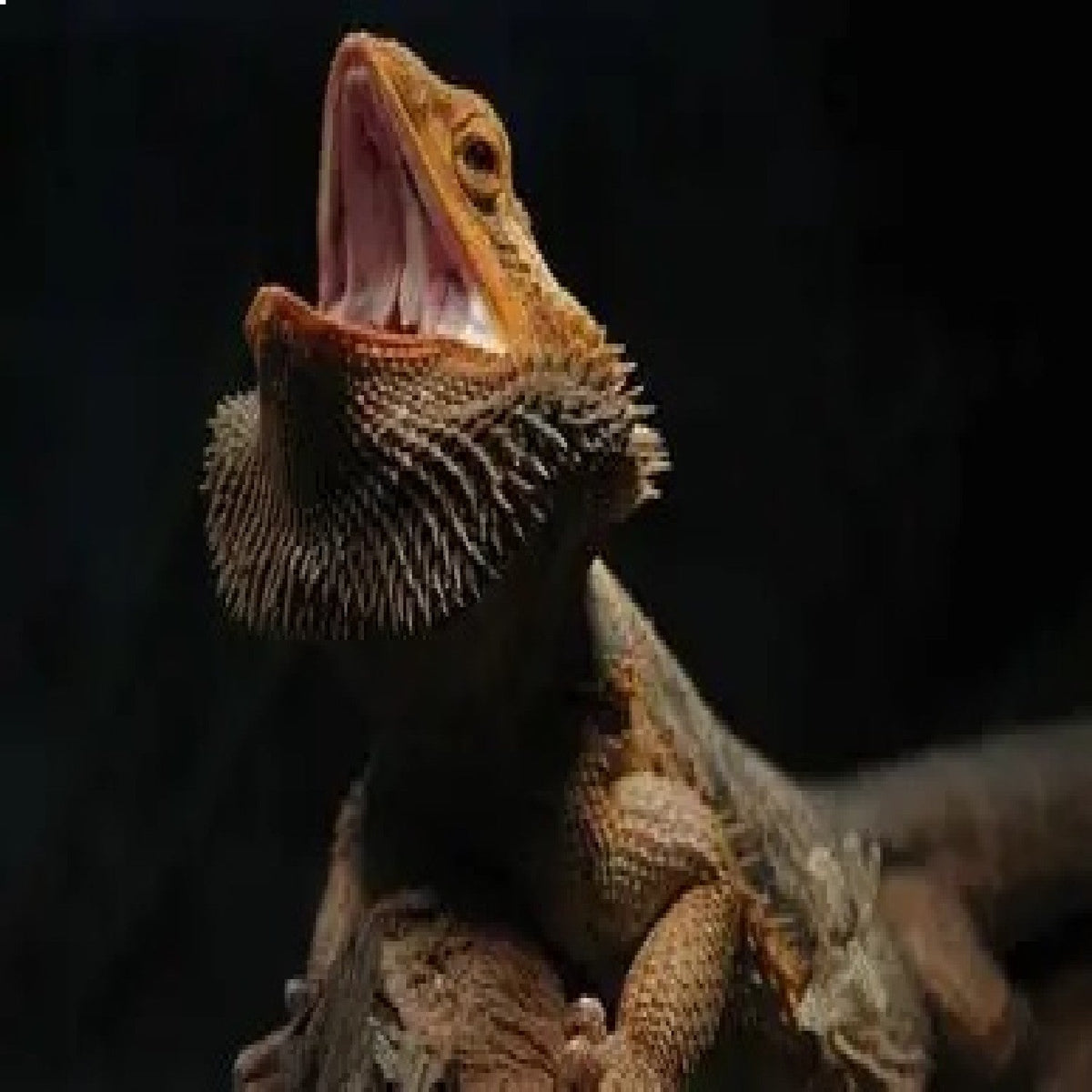 Bearded Dragon Care Sheet – NextGen Exotic Morphs